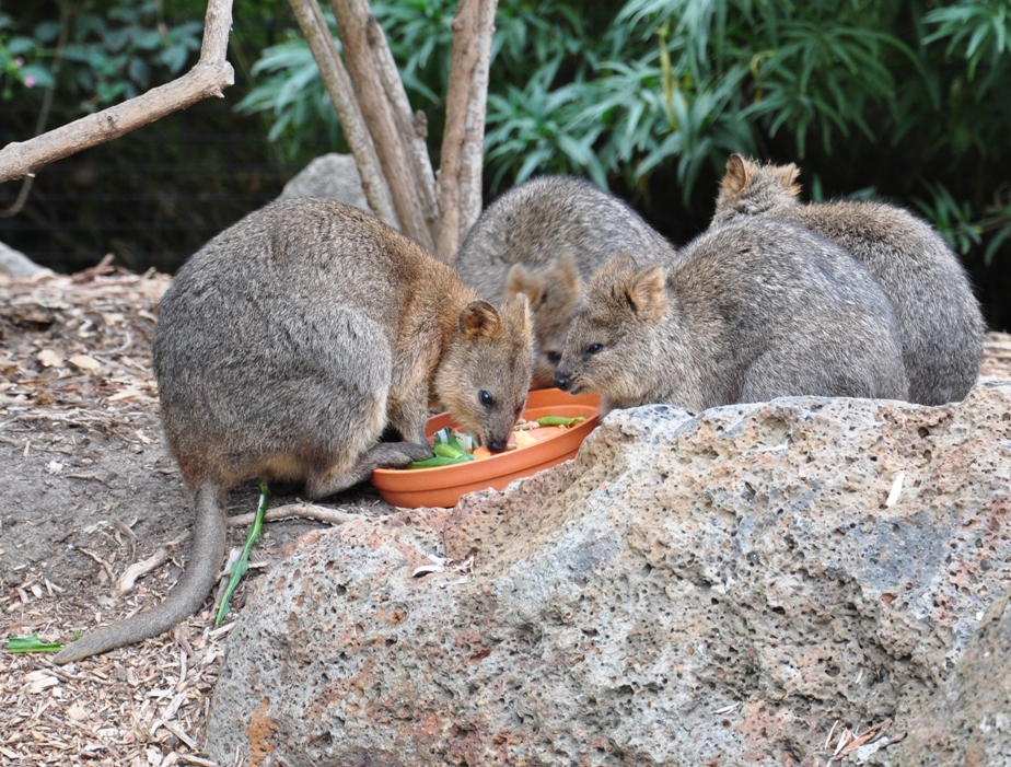 Quokka, Animals of Australia, Zonein - Zanity's Animal picture ...