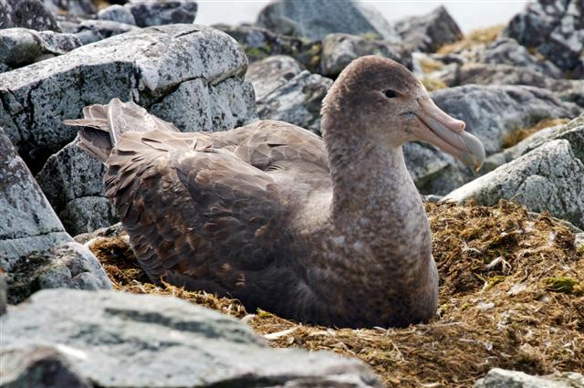 Giant Petrel - Animals of Antarctica picture galleries and information ...