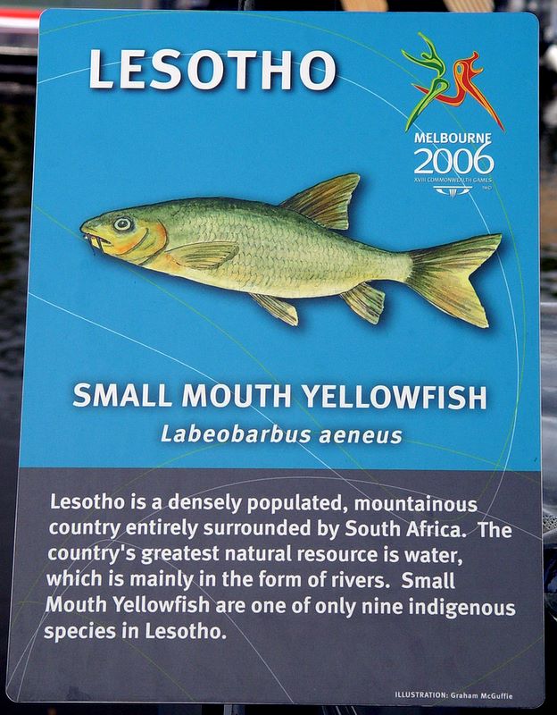 Small Mouth Yellowfish (Labeobarbus aeneus) from Lesotho at the ...