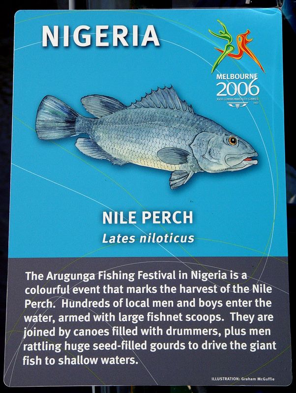 Nile Perch (Lates niloticus) from Nigeria at the Melbourne 2006 ...