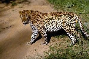 Leopard - Animals of the Asia picture galleries and information files.