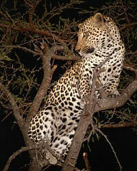 Leopard - Animals of the Asia picture galleries and information files.