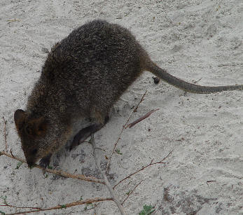 Quokka, Animals of Australia, Zonein - Zanity's Animal picture ...