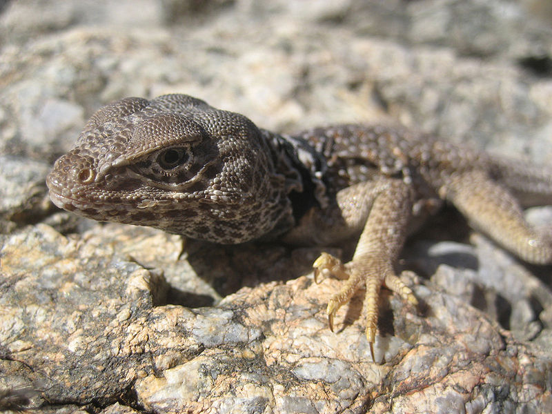 Zanity's Education Resources featuring the Desert Collared Lizard or ...