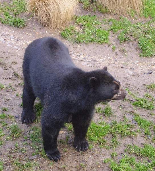 Spectacled Bear - Zanity's Education Resources featuring Animals of ...