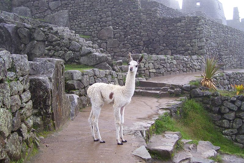 Llama - Zanity's Animals of South America picture galleries and ...